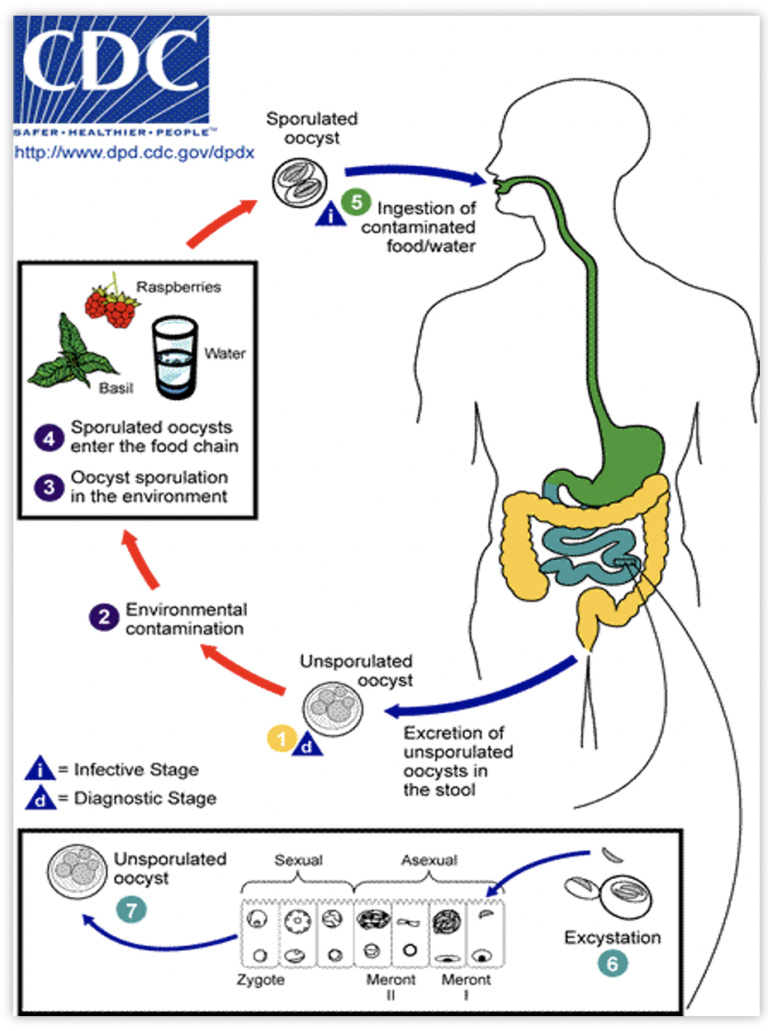 What is Cyclospora cayetanensis? | Cyclospora Blog